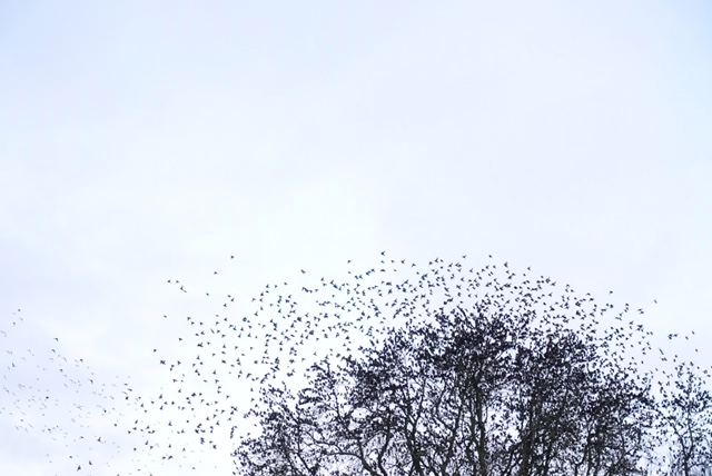 A Dramatic Spectacle | PARWICH.ORG