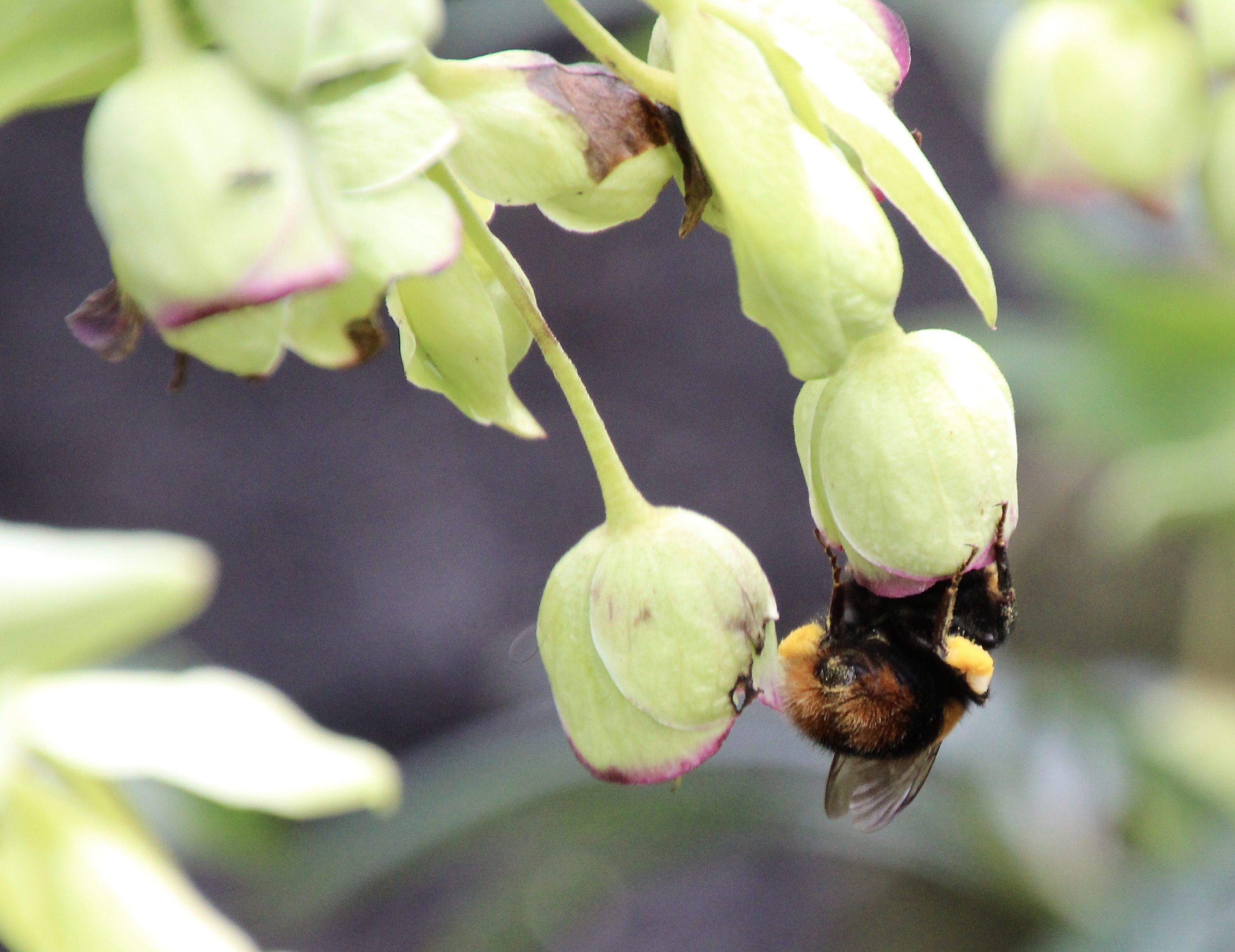 Summers Coming – First Pollen Hunter Spotted! | PARWICH.ORG