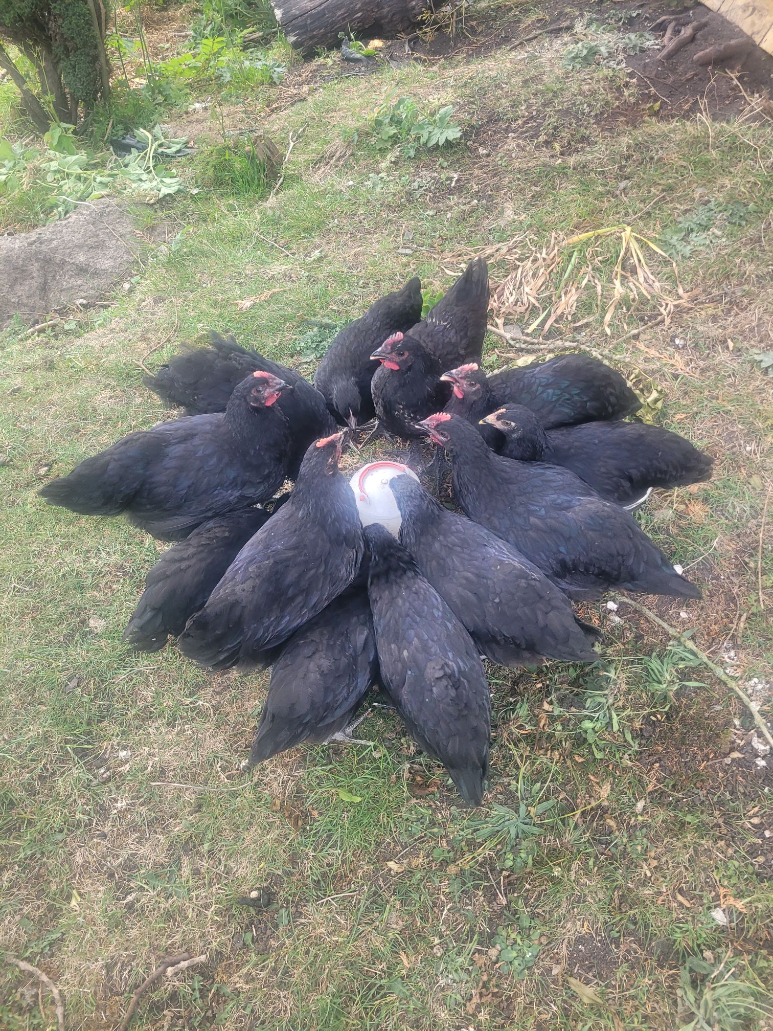 Svartona Cockerels | PARWICH.ORG