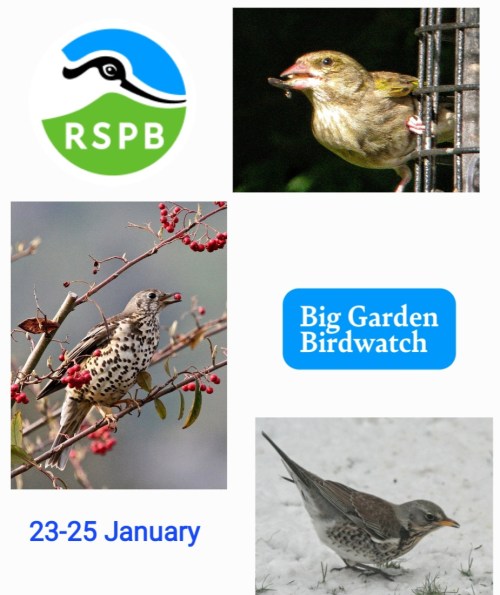 RSPB Big Garden Birdwatch | PARWICH.ORG